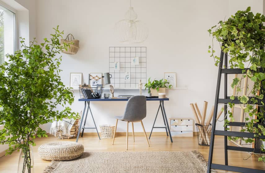 Why You Absolutely Need Plants in Your Home Office